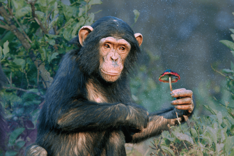 Stoned Ape Theory - Shroomland